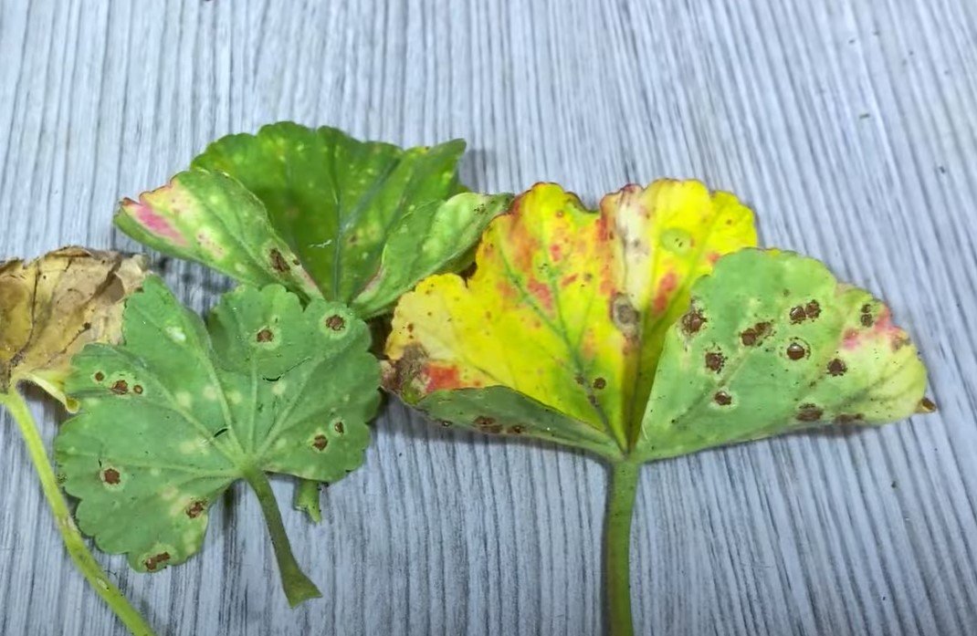 Roya. Qué es y cómo se combate – Repoblación Autóctona